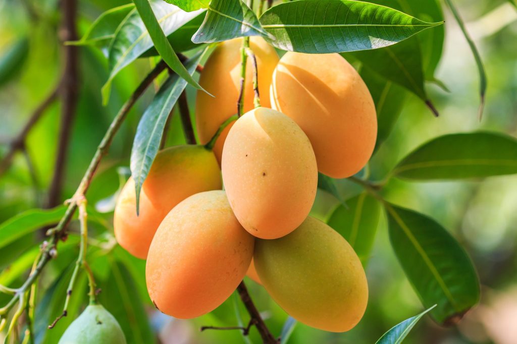 The Tropical Delight: A Comprehensive Look at Mangoes - Rising Tide Project